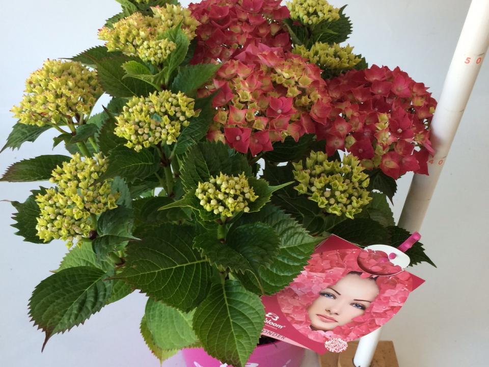 Everbloom® Red Wonder - garden hydrangeas - Van Klaveren Plant
