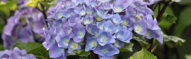 Hydrangea Black Steel Blue - Van Klaveren Plant